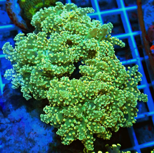 STUNNING 2 HEAD Gold Tip Green Base Frogspawn frag Euphyllia-Marine ...