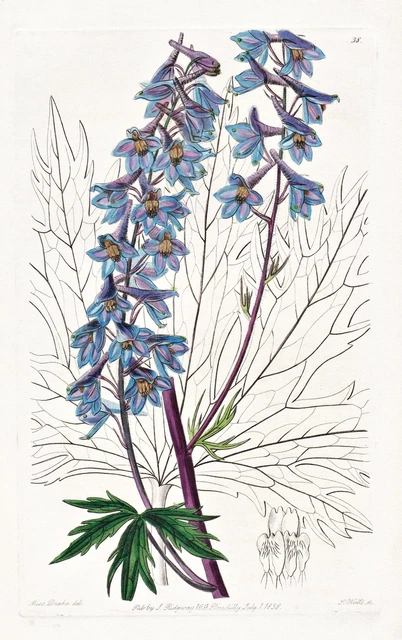 DELPHINIUM INTERMEDIUM SIBERIA Botanique Fleur Botany Edwards Gravure ...