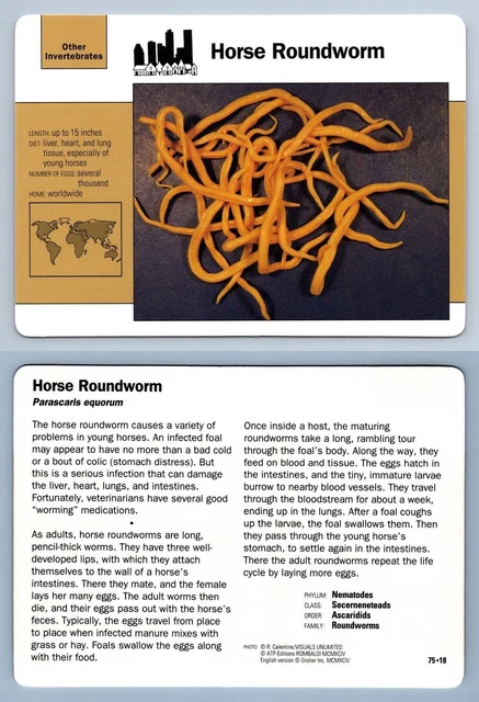 HORSE ROUNDWORM #75.18 Other Invertebrates - Grolier Wildlife Adventure ...