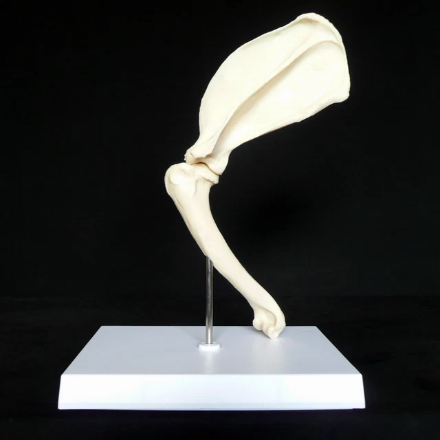 ANATOMICAL CANINE/DOG SHOULDER Joint Model - Medical Skeleton Anatomy $54.99 - PicClick AU