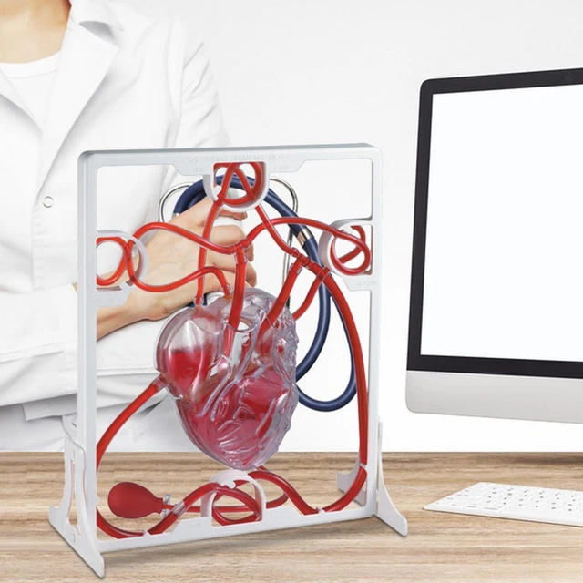 HEART CIRCULATION MODEL Simulation Science Experiment for Students ...