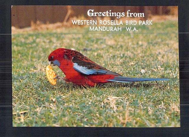 D0739 AUSTRALIA BIRDS Western Rosella Bird Park Mandurah WA postcard ...