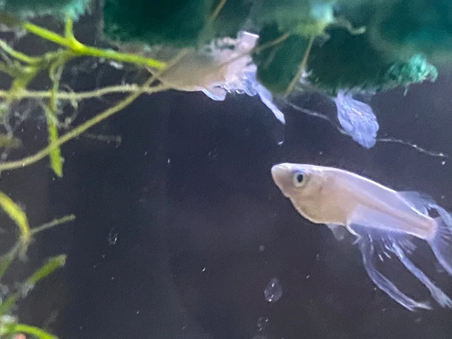 MARIAGE KISSING LONG Fin Medaka Rice Fish Eggs x 5 plus 0ne Free £23.60 ...