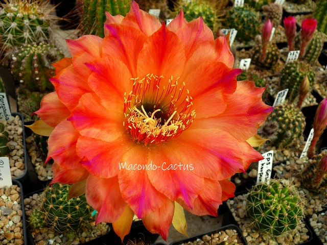 &CIRCUS MAXIMUS& ECHINOPSIS Hybride Hildewintera Lobivia Kakteen ...