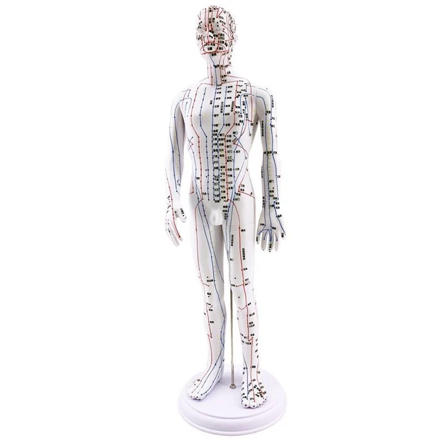 HUMAN BODY ACUPUNCTURE Model Male Meridians Chart Laboratory Supplies ...