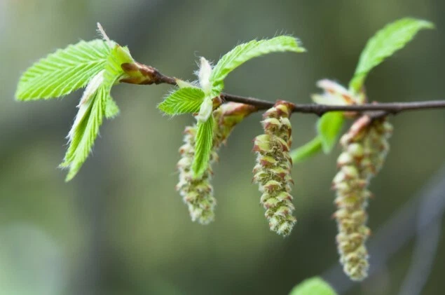 CARPINUS BETULUS CV "fastigiata" ** Carpino piramidale (1 pianta vq9-9x9x10) EUR 36,00 - PicClick IT