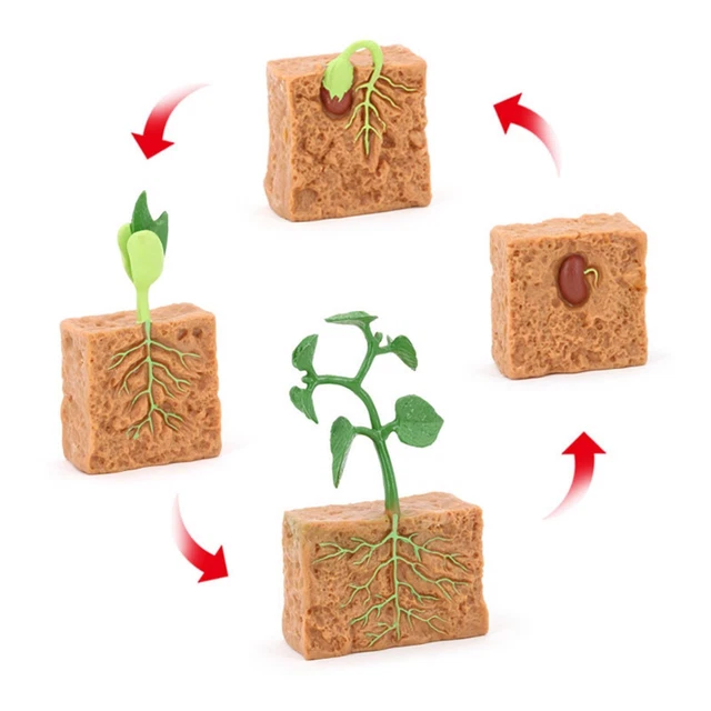 LIFE CYCLE OF Green Plant Gift Lifecycle Collection Bean Stages Plant ...