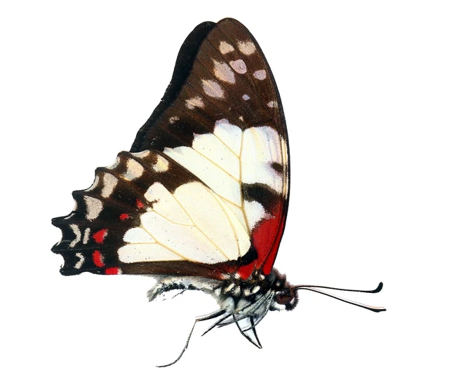 BUTTERFLY. LEPIDOPTERA, PAPILIONIDAE, GRAPHIUM ENDOCHUS from MADAGASCAR ...