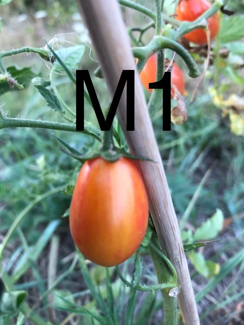 GRAINE / SEED tomate taille cerise variété " MAGLIA ROSA " (FRAIS PORT ...