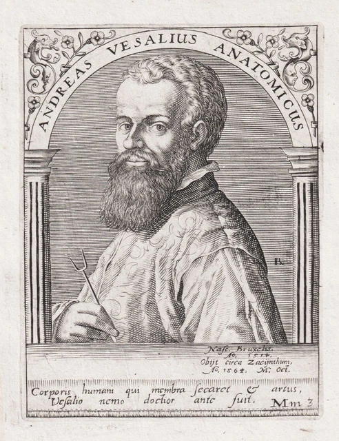 ANDREAS VESALIUS PHYSICIAN anatomist founder modern human anatomy ...