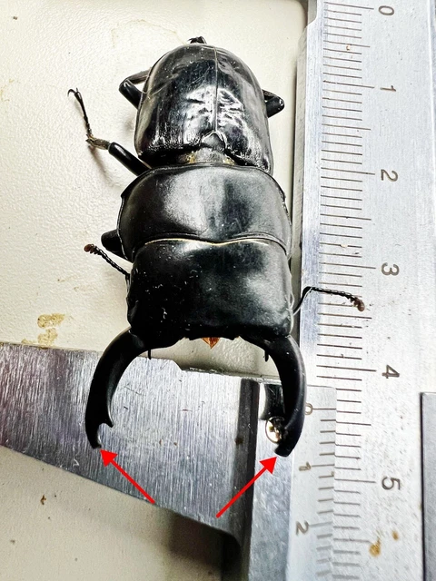 CERAMBYCIDAE LUCANIDAE COLEOPTERA Beetles Lucanus Neolucanus Dorcus Nosei Yunnan $30.00 ...