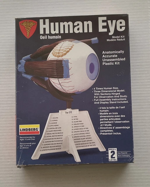LINDBERG HUMAN EYE Oeil Humain 4X scale Anatomically Accurate Model Kit ...