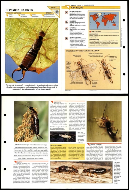 COMMON EARWIG #27 Insects Wildlife Fact File Fold-Out Card £1.99 ...