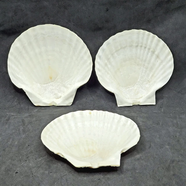 VINTAGE SCALLOP CLAM Baking Dishes Set Of 6 Natural Crab Plate Nautical ...
