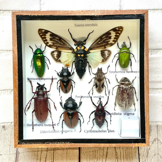 INSECT DISPLAY BOX Tarantula Spider Scorpion Beetle Bug Taxidermy Wood ...
