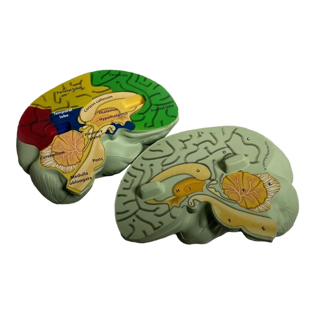 LEARNING RESOURCES SOFT Foam Cross-Section Human Brain Model £8.02 - PicClick UK