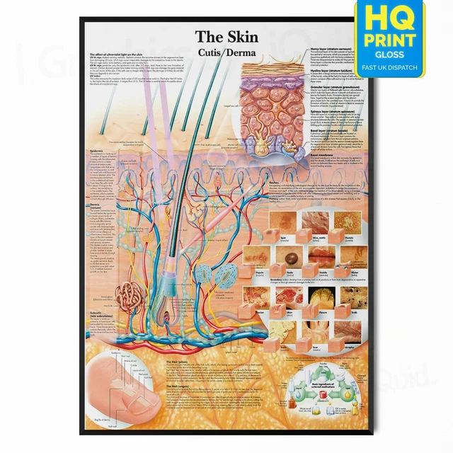 MEDICAL POSTER - The Human Skin Anatomy Educational Doctor Picture ...