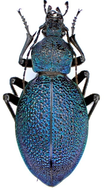 200 - CARABUS - Procerus caucasicus audouini f53 - Turkey EUR 150,00 ...