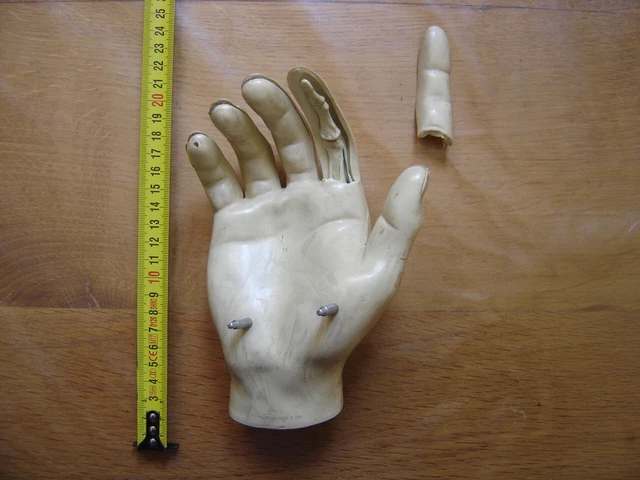 MODÈLE ANATOMIQUE DE main humaine en PVC Merck & Co 1967 USA Cabinet ...