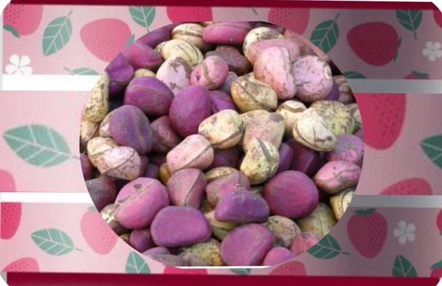 ( 5 )NOIXDE Kola Bio Fraîches Complement Énergisant EUR 12,00 - PicClick FR