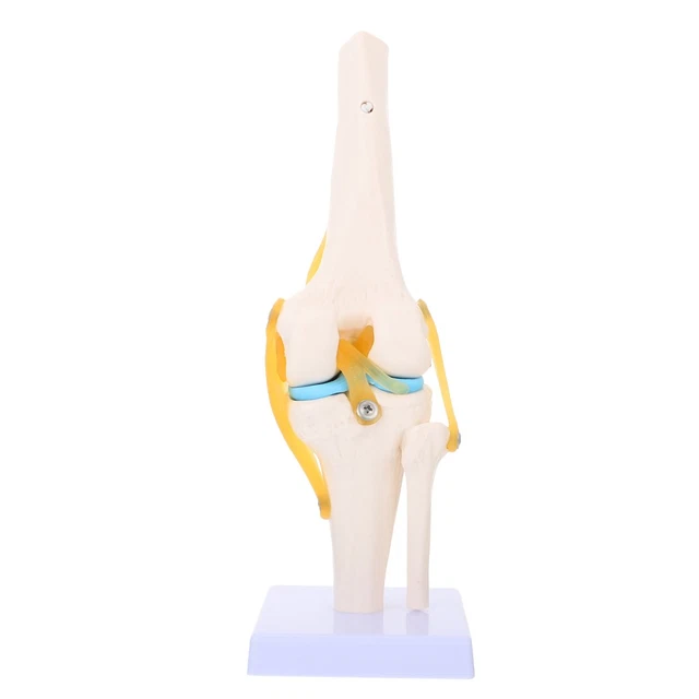 HUMAN BODY SIMULATION Human Knee Model Knee 3d Model Knee Model Anatomy ...