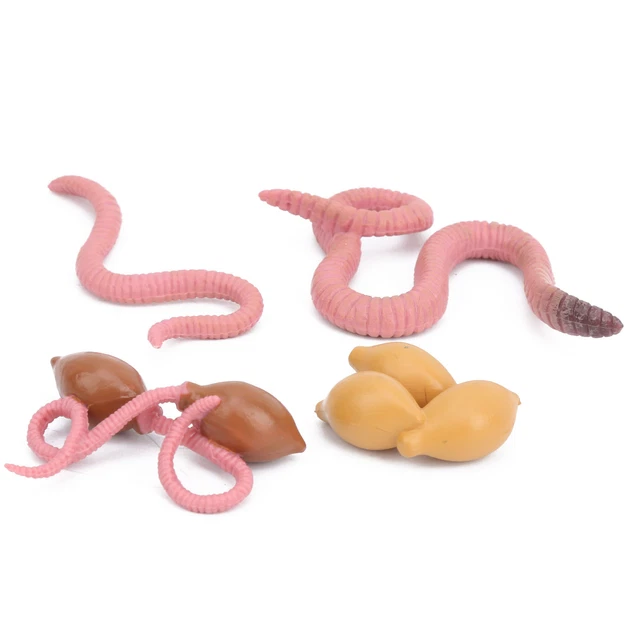 EARTHWORM GROWTH CYCLE Model Life Cycle Models For Kids Children ...