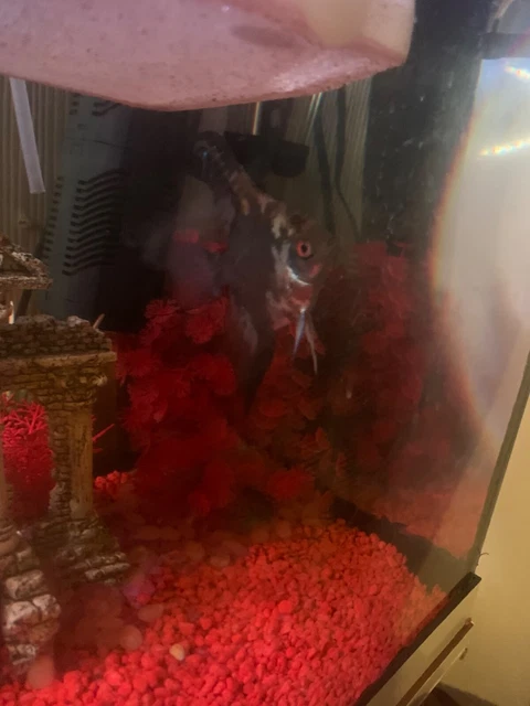 LIVE BABY ANGEL fish home bread. Mum and dad can be seen and both ...