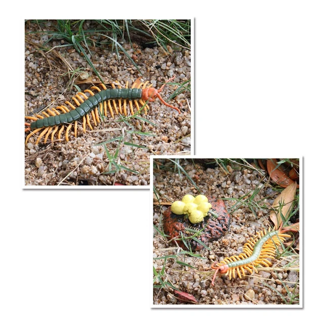 4 STAGES LIFE Cycle of a Centipede, Plastic Centipede Toy £8.81 ...