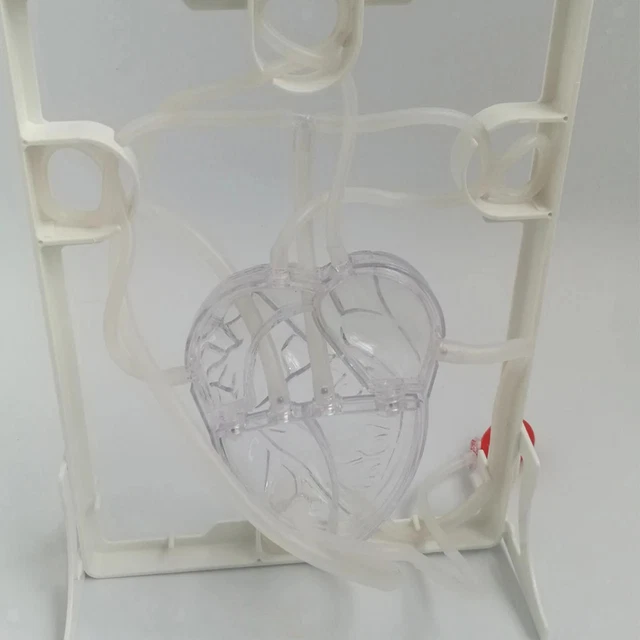 HEART CIRCULATION MODEL Simulation Science Experiment for Students ...