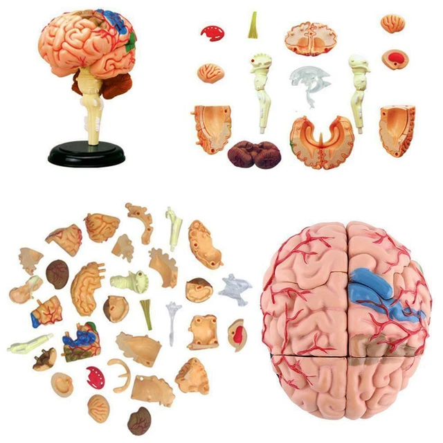 4D DISASSEMBLED ANATOMICAL Human body Brain Model Anatomy Teaching ...