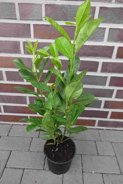 1 LAURIER CERISE brousse Novita 75-80 cm en pot plantes de haie Prunus ...