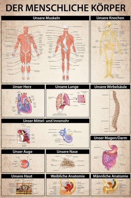 DER MENSCHLICHE KÖRPER - Muskeln Organe Anatomie Poster Plakat (91x61cm ...