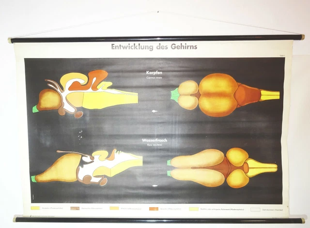 VINTAGE ROLL MAP Brain Development Carp Water Frog Biology Decoration ...