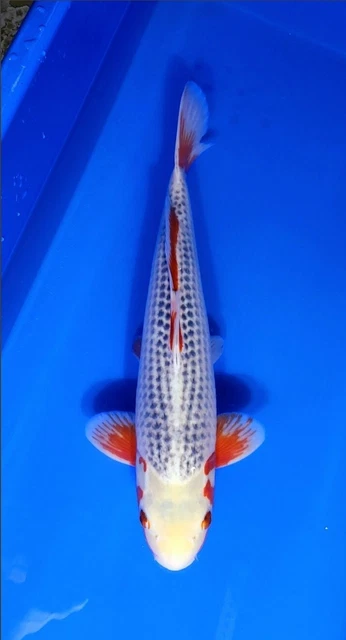 JAPANESE KOI CARP for sale 49cm Otsuka Asagi Nisai (S&C Koi) £995.00 ...