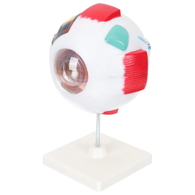 HUMAN EYE MODEL Pvc Eyeball Anatomy Display Figurine 6X Enlarged £33.28 ...