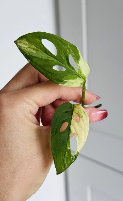 RARE💚 MONSTERA ORIGINAL Laniata 🤍Albo Variegated Rooting Top Cutting £9 ...