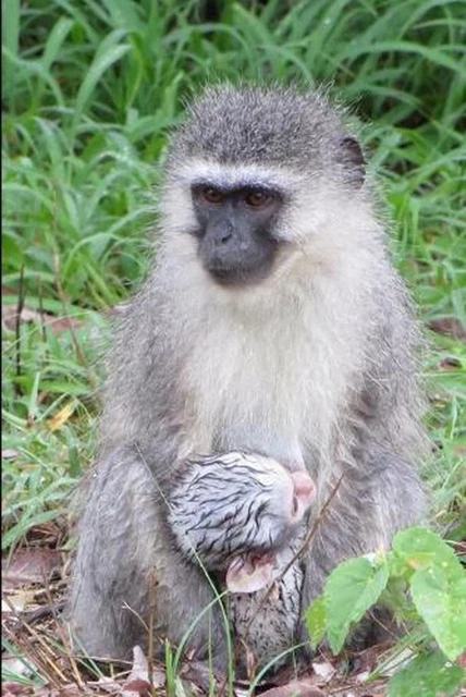 MANDI MONKEY AND Other Stories by Justin Kruger-Park (English ...