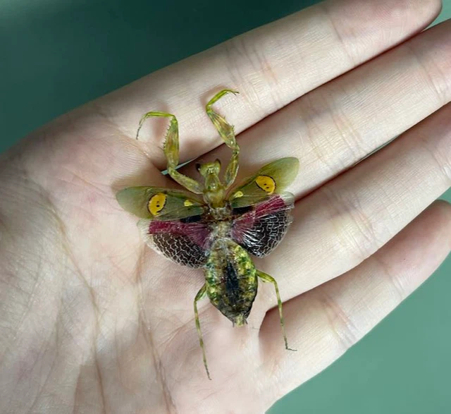 TAXIDERMY PRAYING MANTIS Beetle Bugs Specimen Insect Art Collection ...