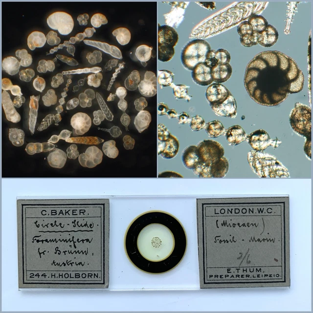 THUM ANTIQUE MICROSCOPE Slide. Austrian Miocene Foraminifera Circle £60 ...