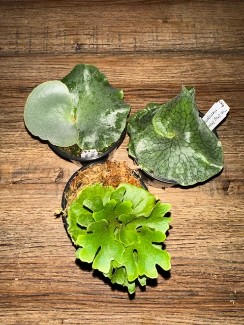 PLATYCERIUM DWARF RIDLEYI Silver Form, Dwarf Superbum and Holttumii 3 ...