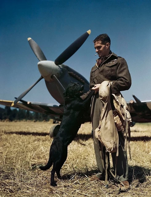 WW2 ACE AS Johnnie Johnson RCAF RAF spitfire Luftwaffe FAFL pilote AAF ...