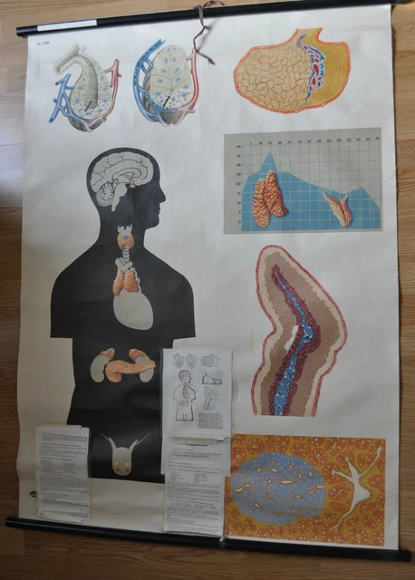 VINTAGE ENDOCRINE GLAND ANATOMY Roll Down POSTER Print Wall Chart ...