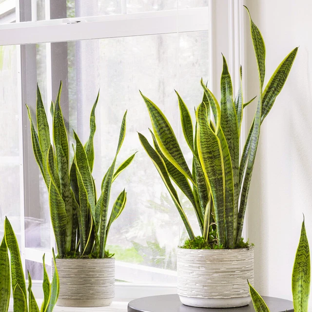 SANSEVIERIA LAURENTII TALL Evergreen Real Indoor Snake Plant large ...