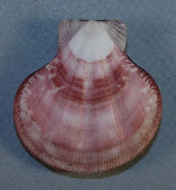 PECTEN PLICA 41.85MM SUPER CHOICE INFLATED SPECIMEN Minabe, Wakayama ...