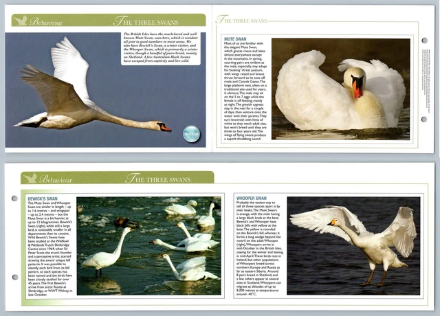 THE THREE SWANS - Behaviour - Birds Of Britain Atlas Editions Fold Out ...