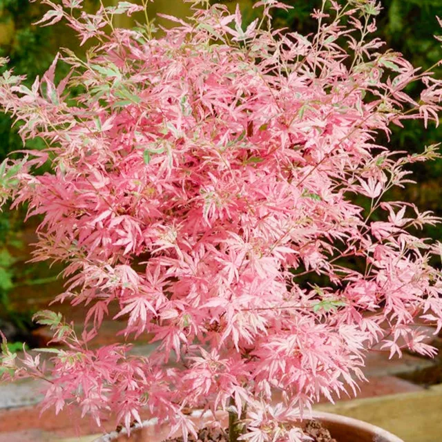 ACER PALMATUM TAYLOR - Japanese Maple | Large Outdoor Garden Ready Tree ...