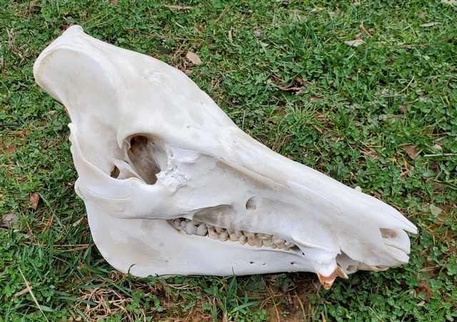 LARGE WILD BOAR/PIG/HOG Skull Bone/Taxidermy/Hunting Lodge Decor Bone ...