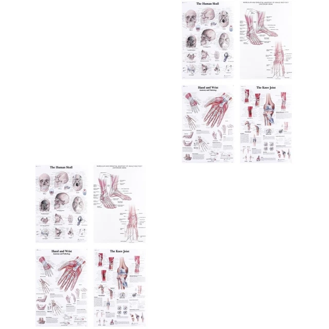 8 PCS SILK Cloth Poster Office Human Body Medical Charts Skeletal ...