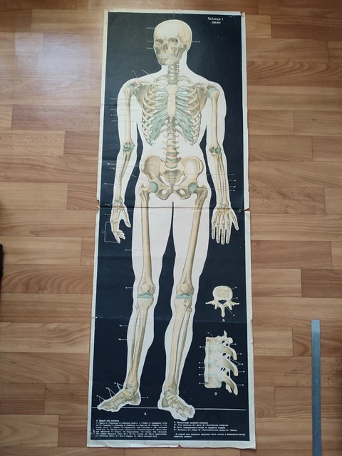 Antique Anatomical Wall Chart Depicting The Human Nervous System £591