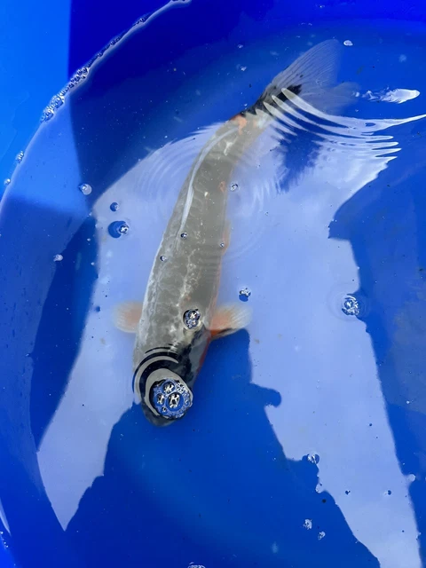 KOI CARP SHUSUI ( 400 )mm £55.00 - PicClick UK